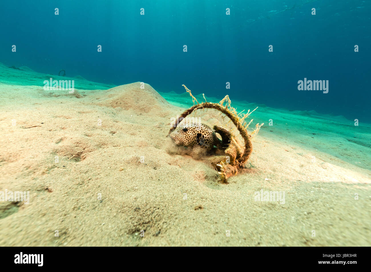 School of puffer fish hi-res stock photography and images - Alamy