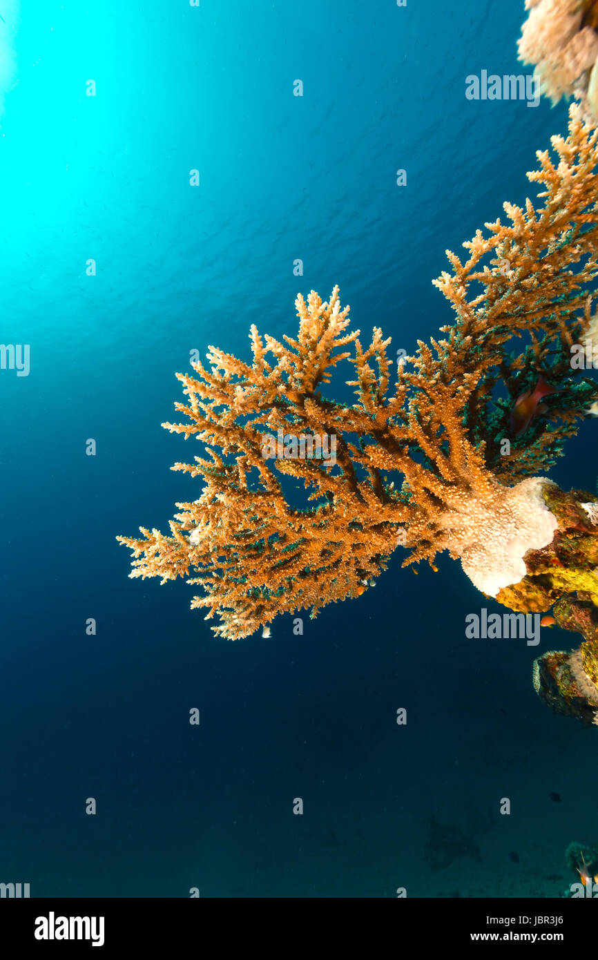 Underwater world in th e Red Sea Stock Photo - Alamy