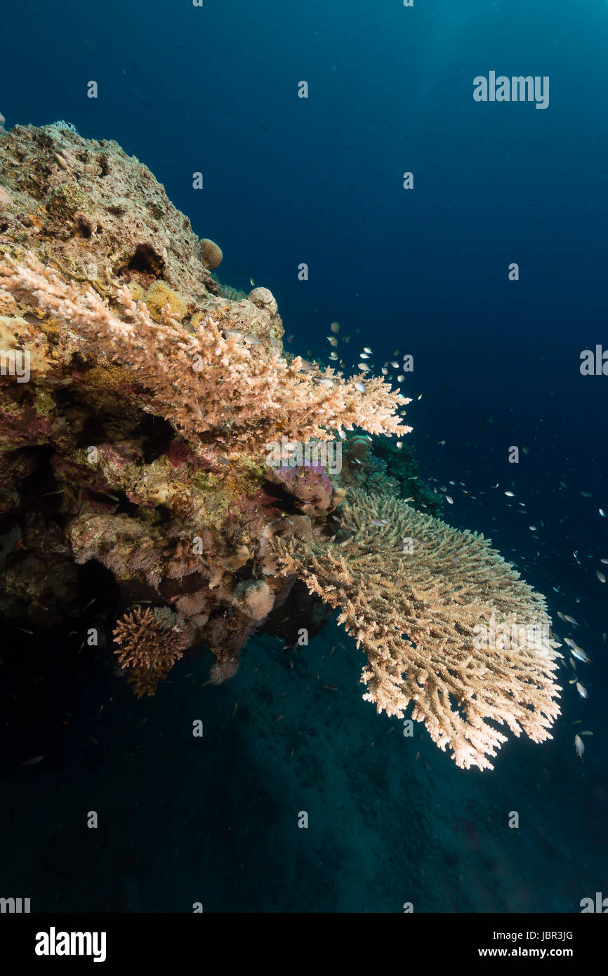 Underwater world in th e Red Sea Stock Photo - Alamy