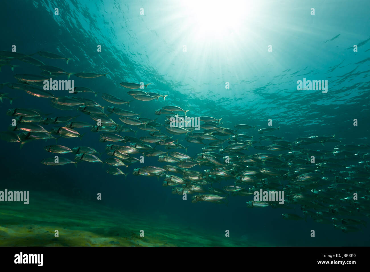 Striped mackerel in the Red Sea Stock Photo - Alamy