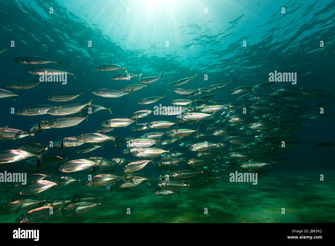 Striped mackerel in the Red Sea Stock Photo - Alamy