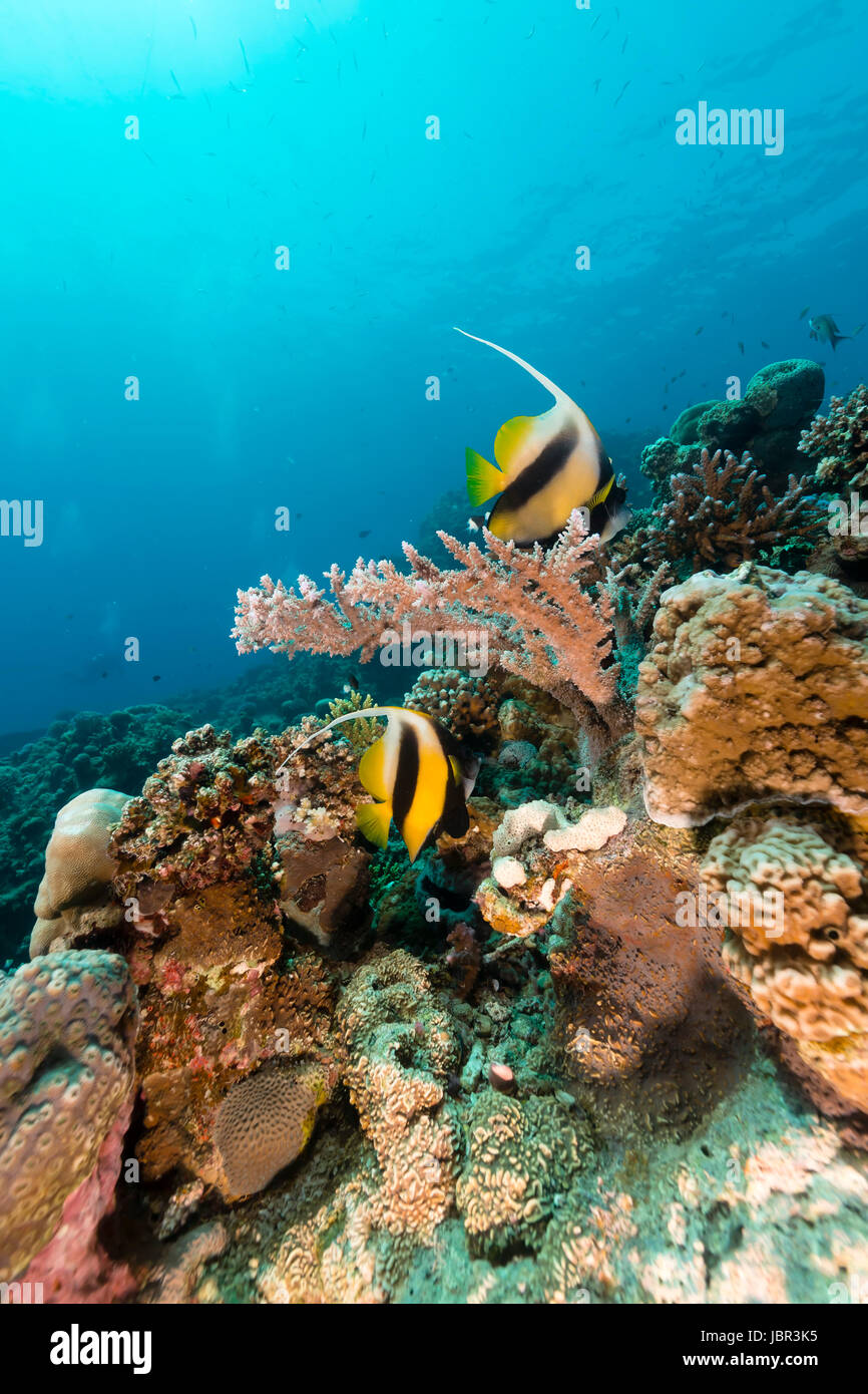 Underwater scenery of the Red Sea Stock Photo - Alamy