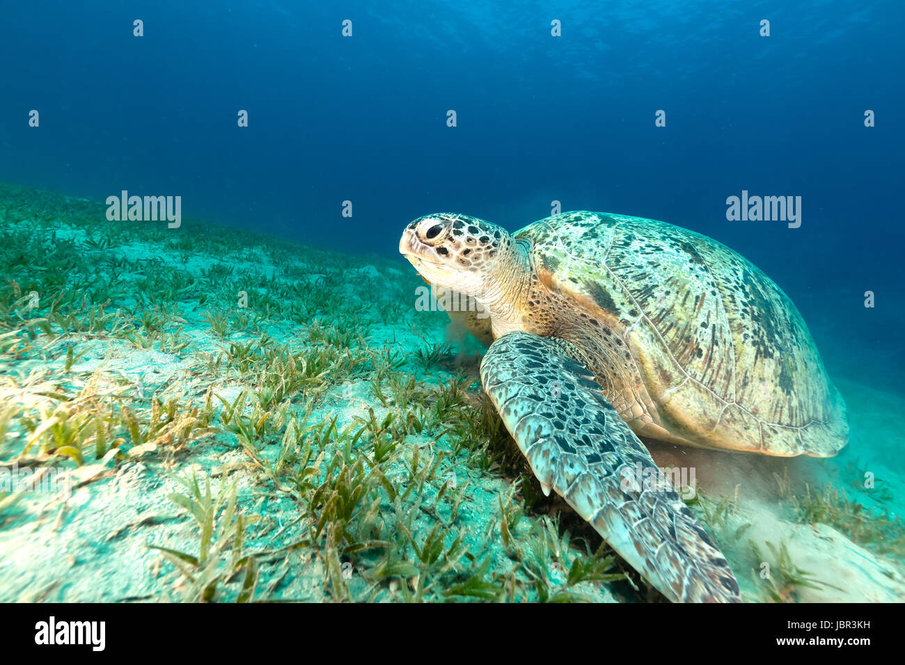 Green turtle in the Red Sea Stock Photo - Alamy