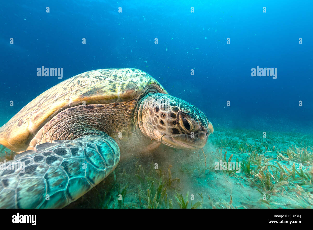Green turtle in the Red Sea Stock Photo - Alamy