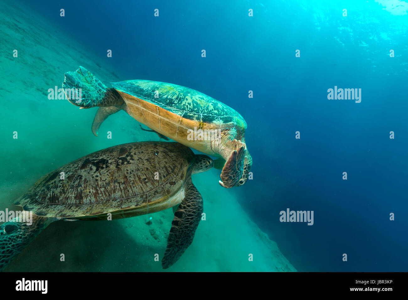 Sea turtle underwater mating hi-res stock photography and images - Alamy