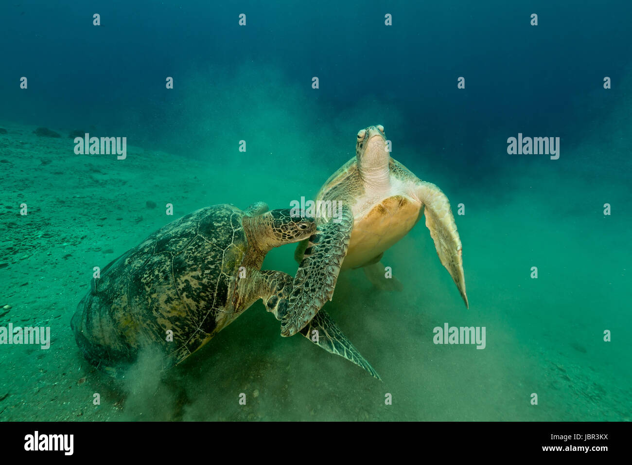 Mating green turtles in the Red Sea Stock Photo - Alamy