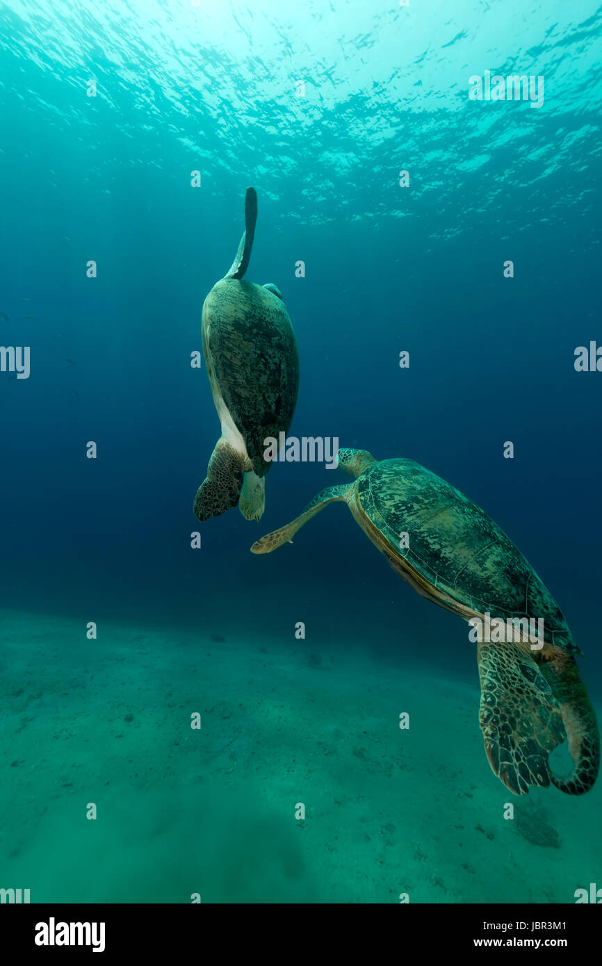 Mating green turtles in the Red Sea Stock Photo - Alamy