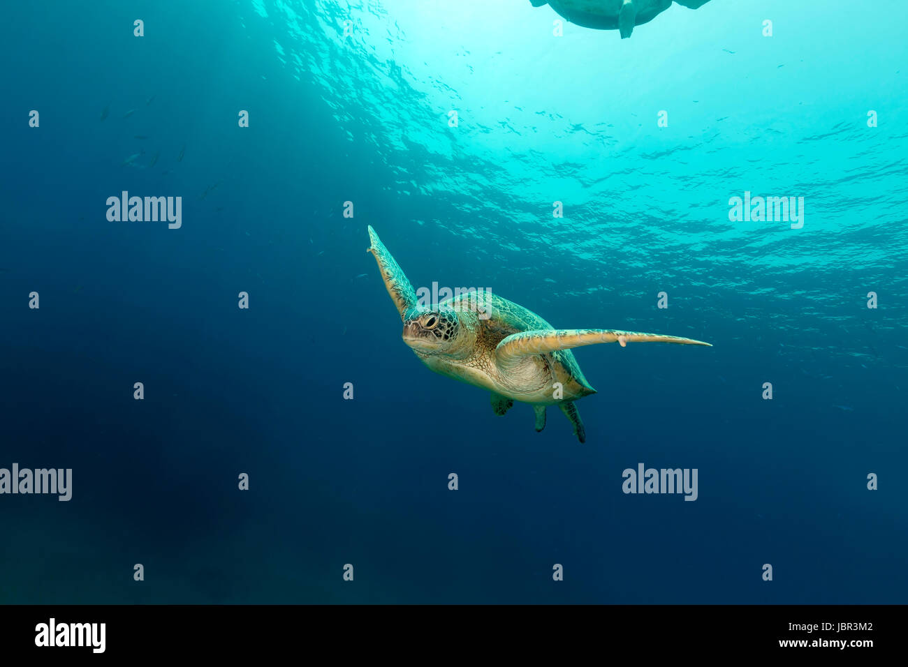 Female green turtle in the Red Sea Stock Photo - Alamy