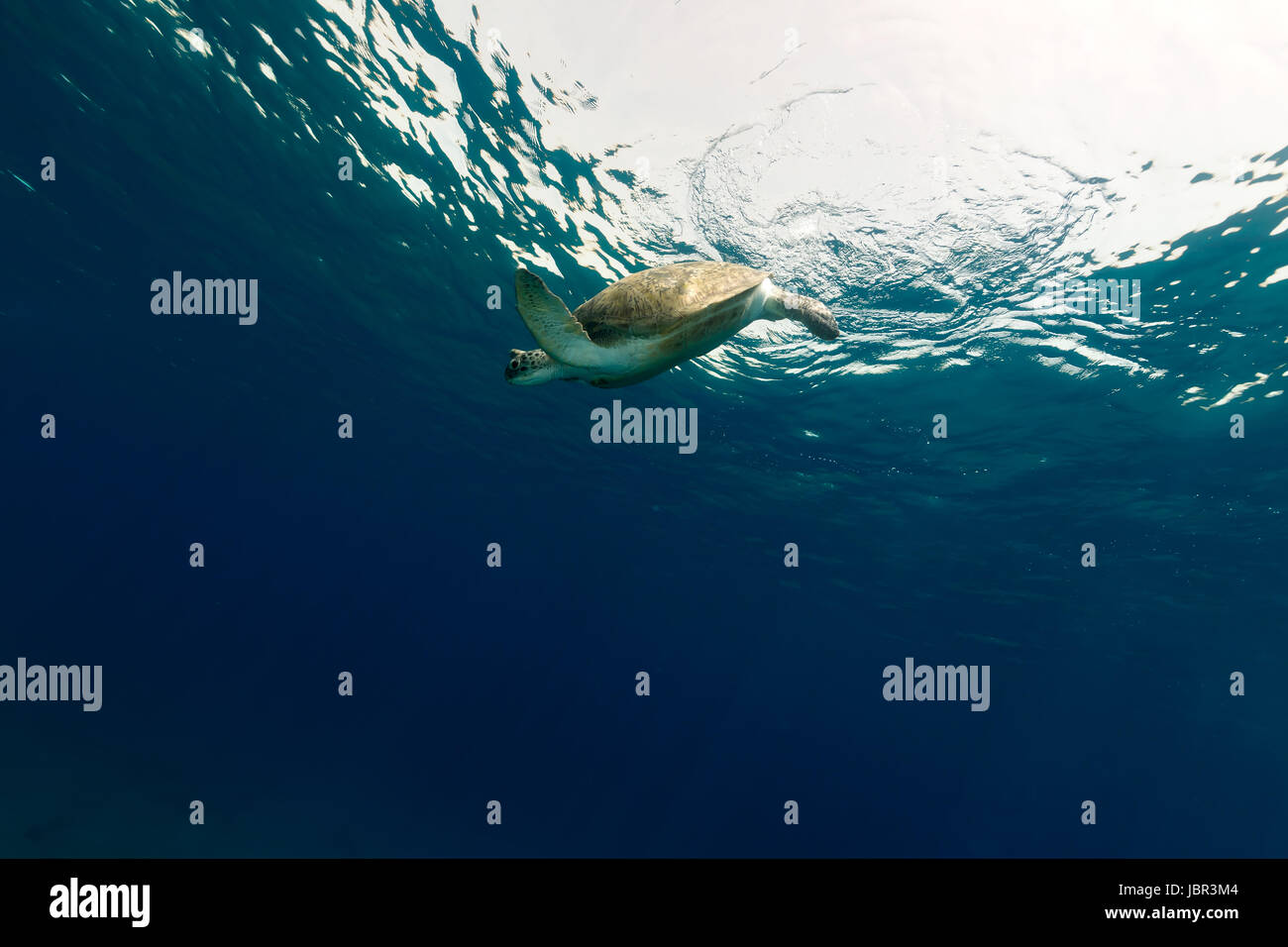 Female green turtle in the Red Sea Stock Photo - Alamy