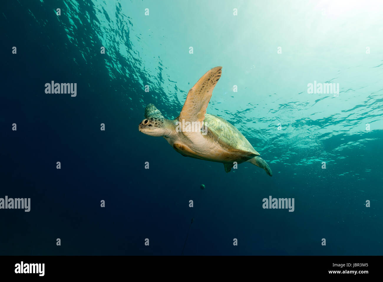 Female green turtle in the Red Sea Stock Photo - Alamy