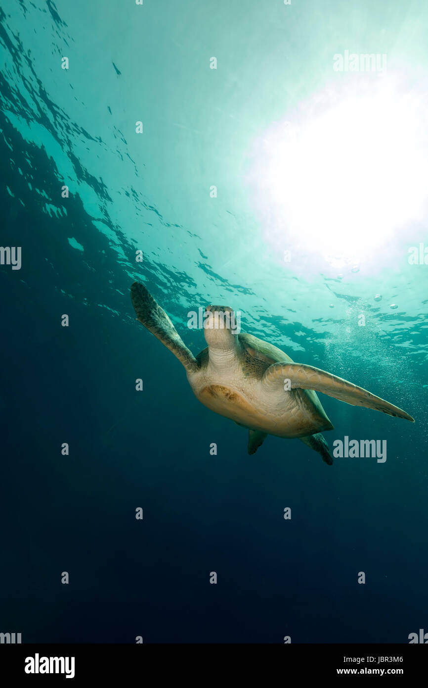 Female green turtle in the Red Sea Stock Photo - Alamy
