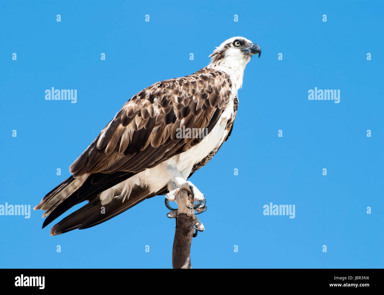 Turk bird hi-res stock photography and images - Alamy
