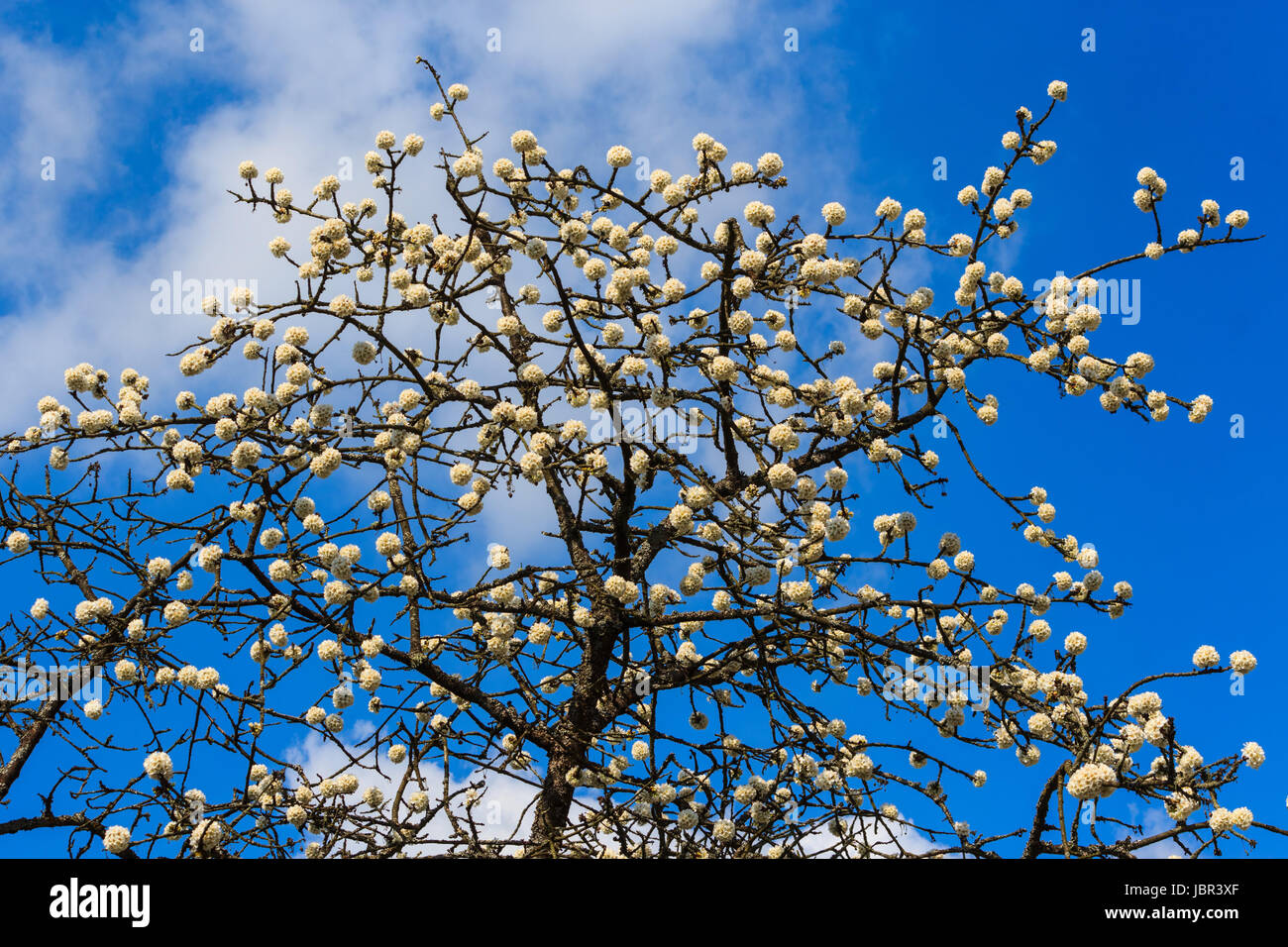 snowball tree on blue cloudy sky Stock Photo - Alamy