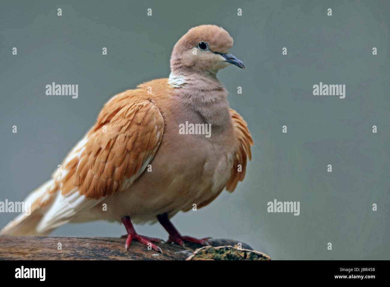 Nordafrikanische lachtaube hi-res stock photography and images - Alamy