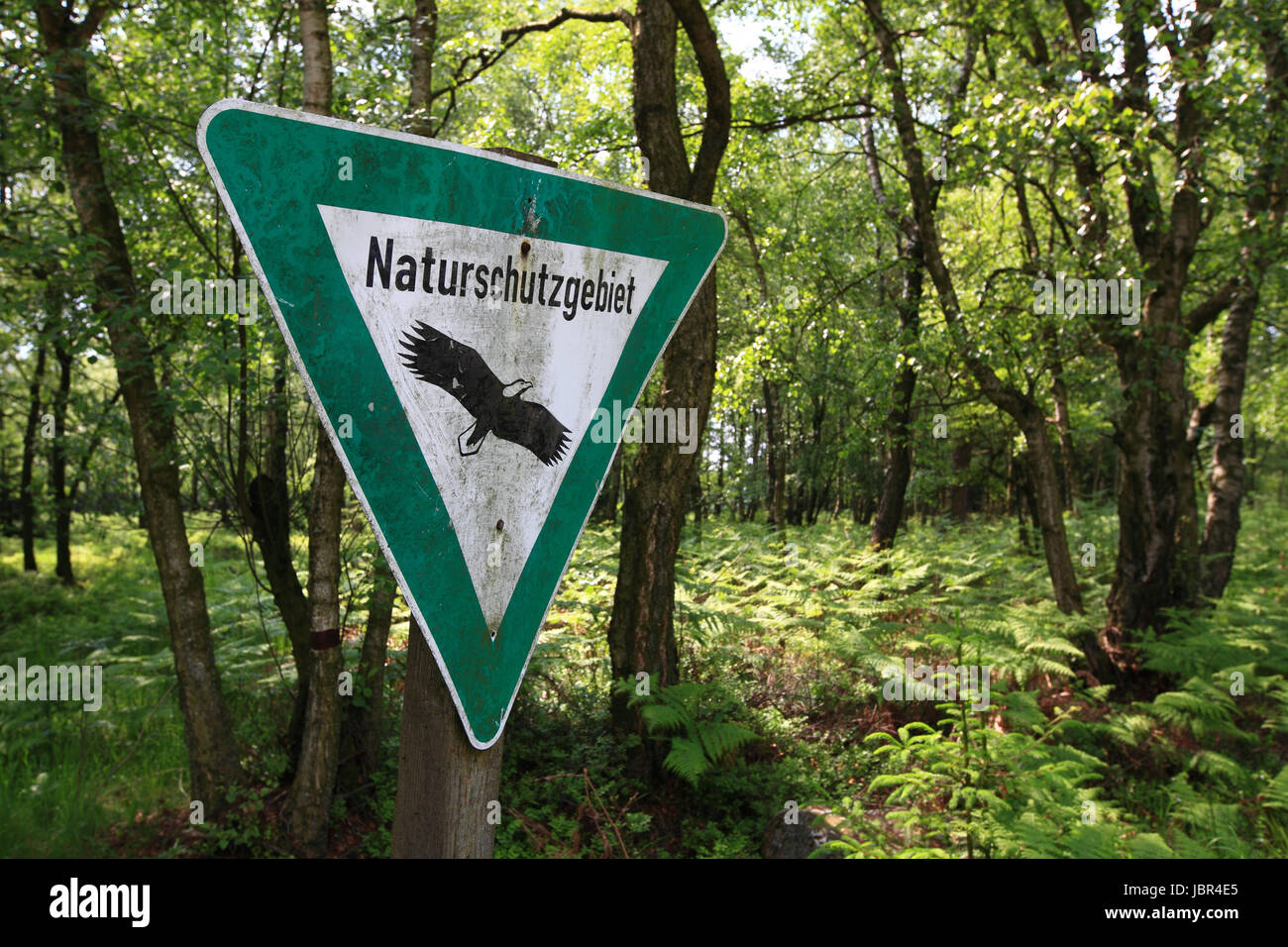 Hürtgenwald hi-res stock photography and images - Alamy