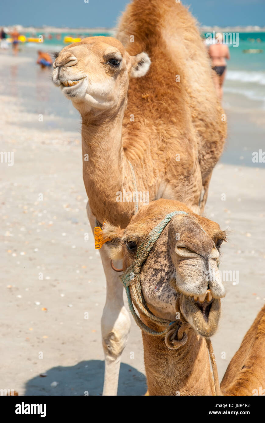 Two Camels on the Beach as an Attraction Stock Photo - Alamy