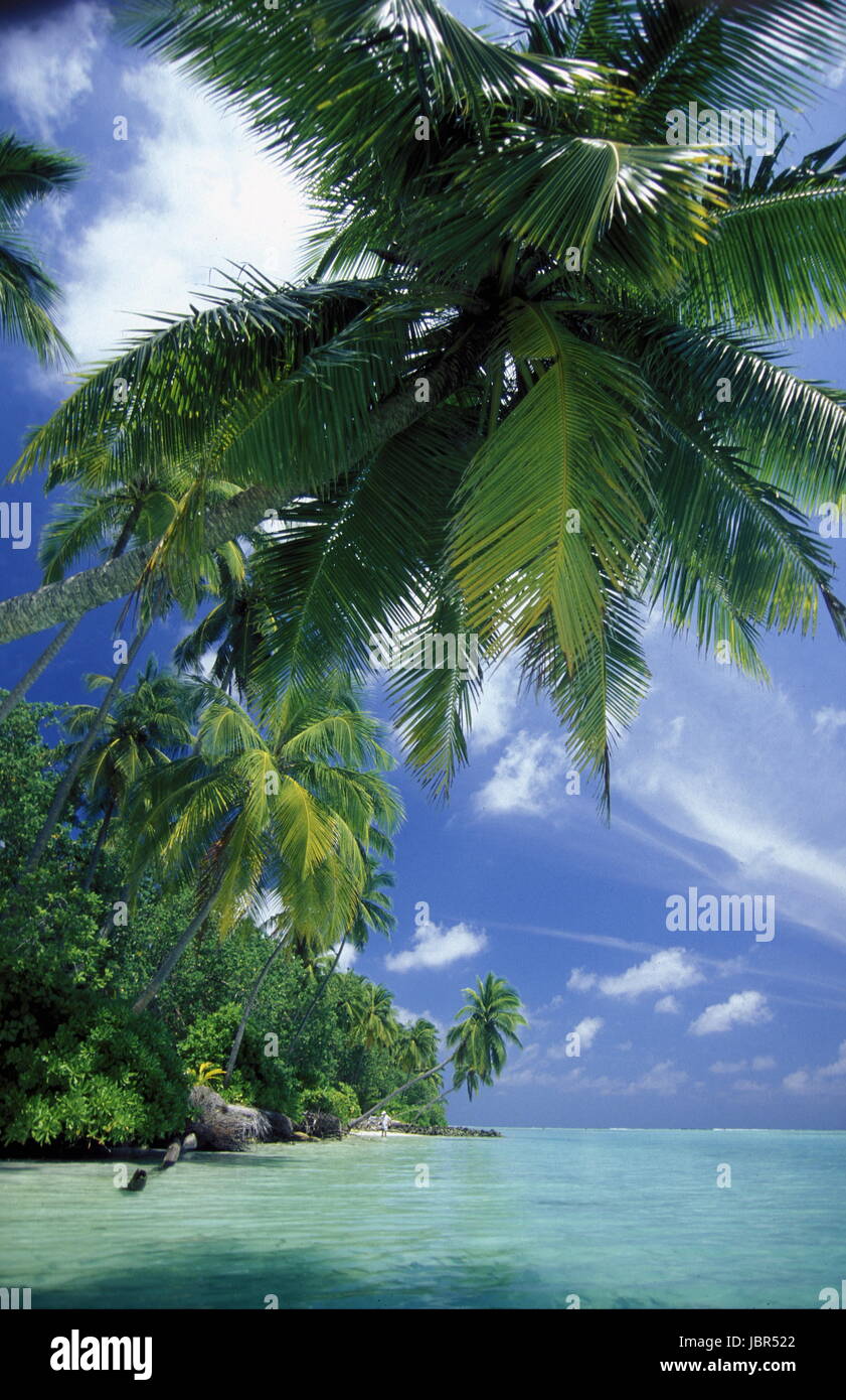Palmen am Strand der Insel Meeru im Northmale Atoll auf den Inseln der ...