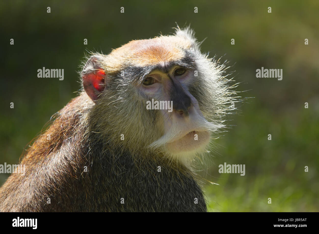 The patas monkey (Erythrocebus patas), known as the Hussar monkey Stock ...