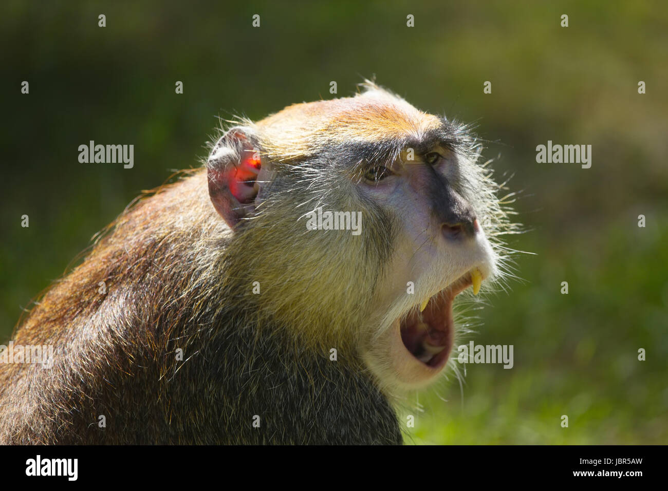 Side view of the patas monkey (Erythrocebus patas), known as the Hussar ...