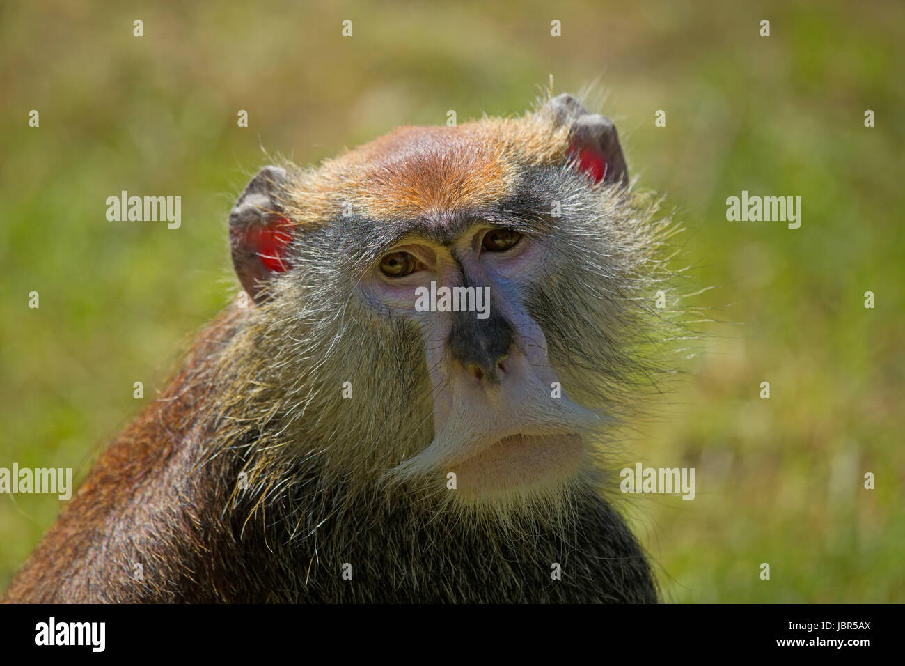 The patas monkey (Erythrocebus patas), known as the Hussar monkey Stock ...