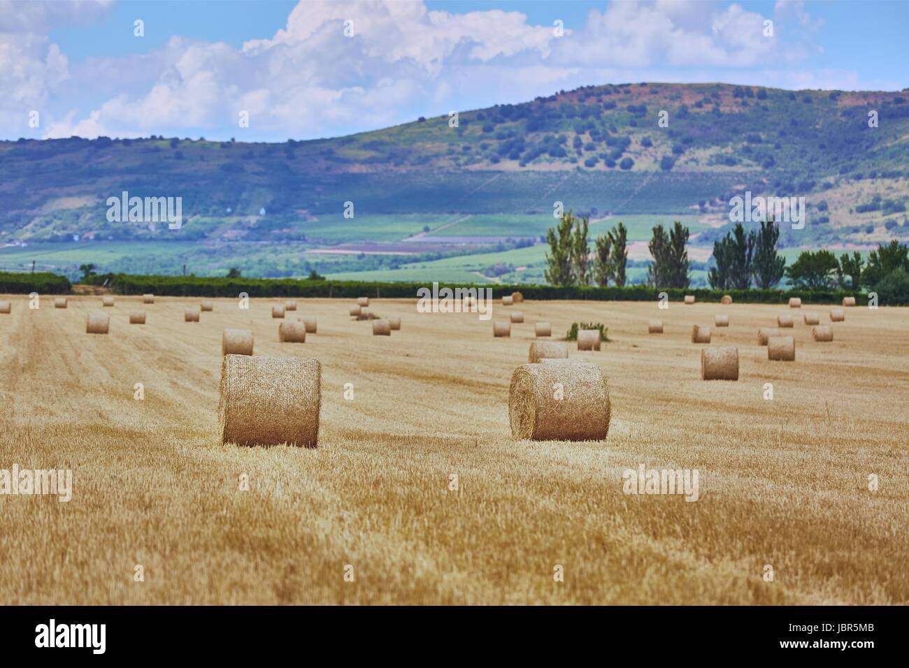 Dry rural field with hay stacks Stock Photo - Alamy