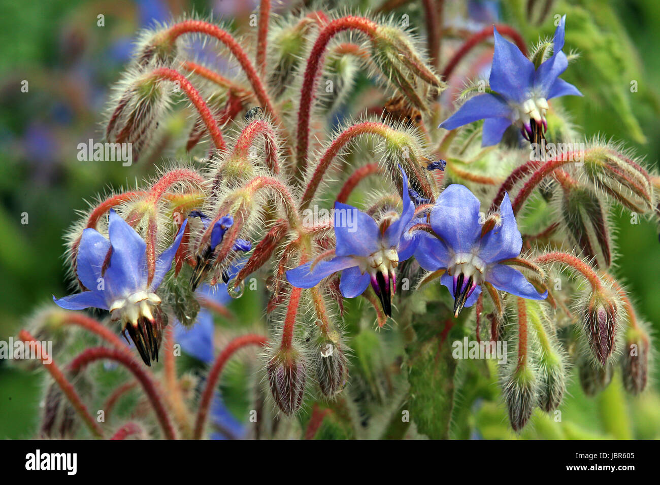 borage blue flowers and flower buds Stock Photo - Alamy