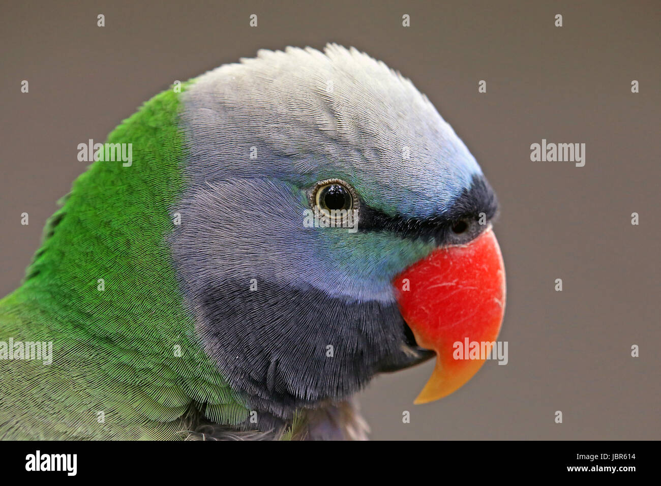 Chinasittich hi-res stock photography and images - Alamy