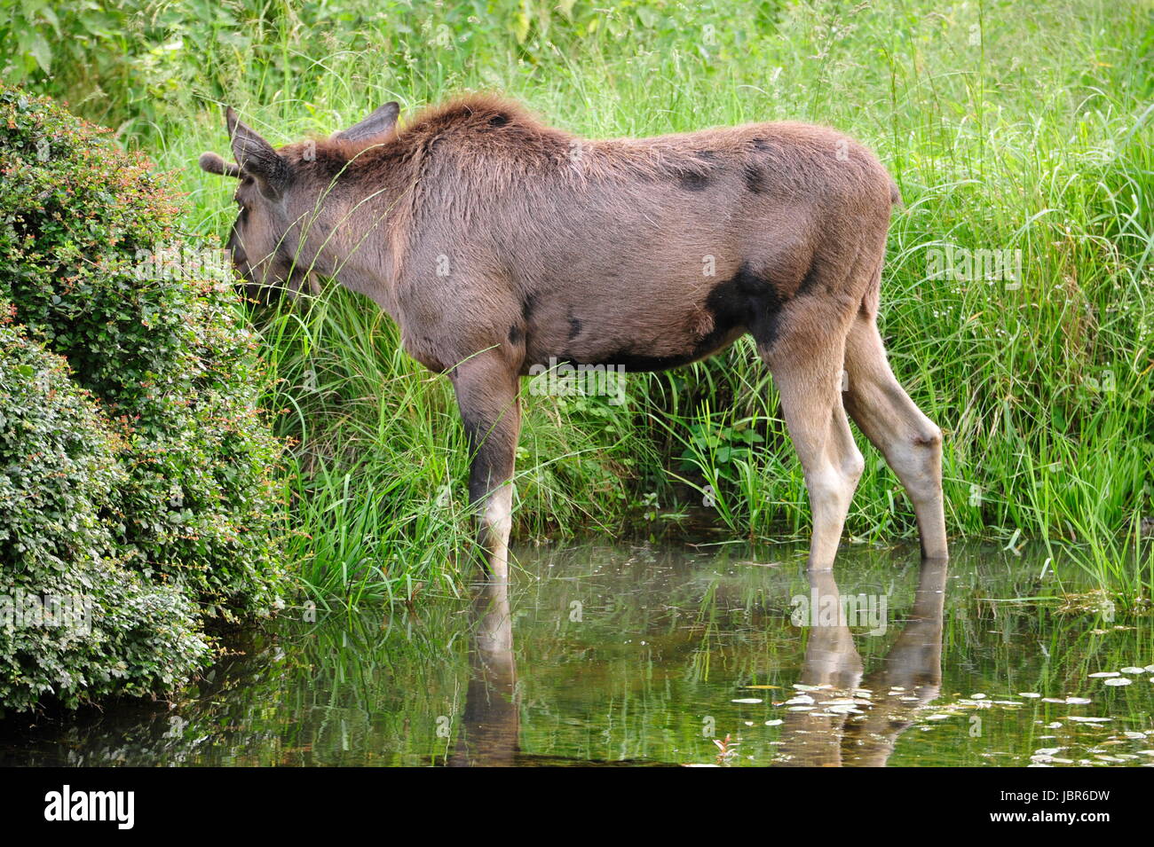 Eurasian elk (Europe Stock Photo - Alamy