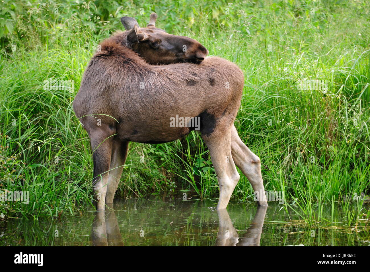 Eurasian elk (Europe Stock Photo - Alamy