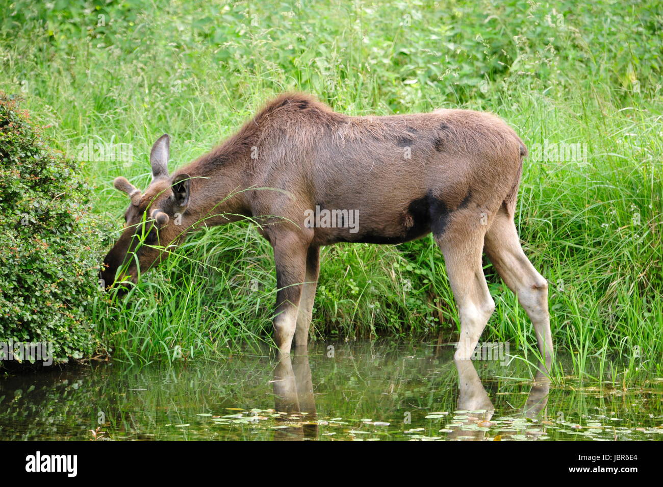 Eurasian elk (Europe Stock Photo - Alamy