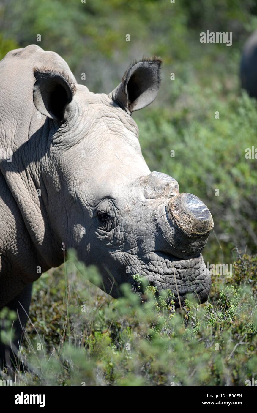 A shot of a African Rhino in the wild Stock Photo - Alamy