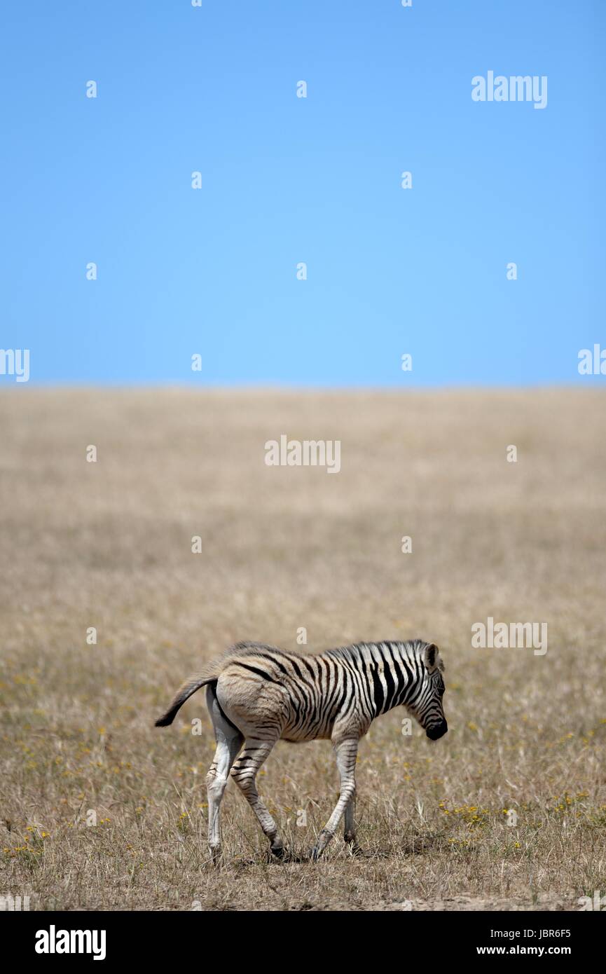 A shot of African Zebra in the wild Stock Photo - Alamy