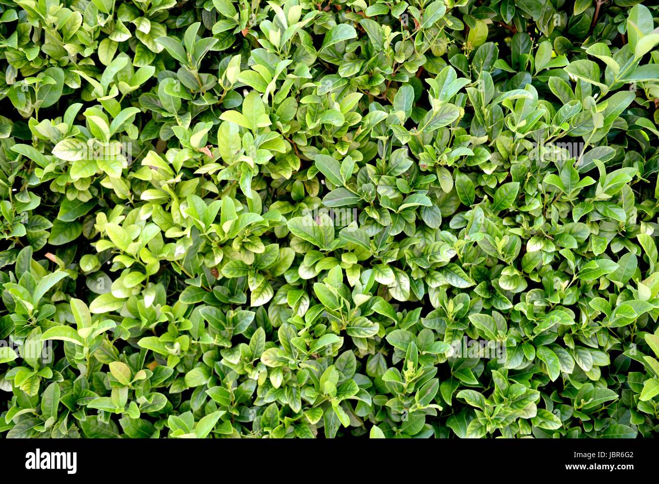 A close up shot of a lush green hedge Stock Photo - Alamy