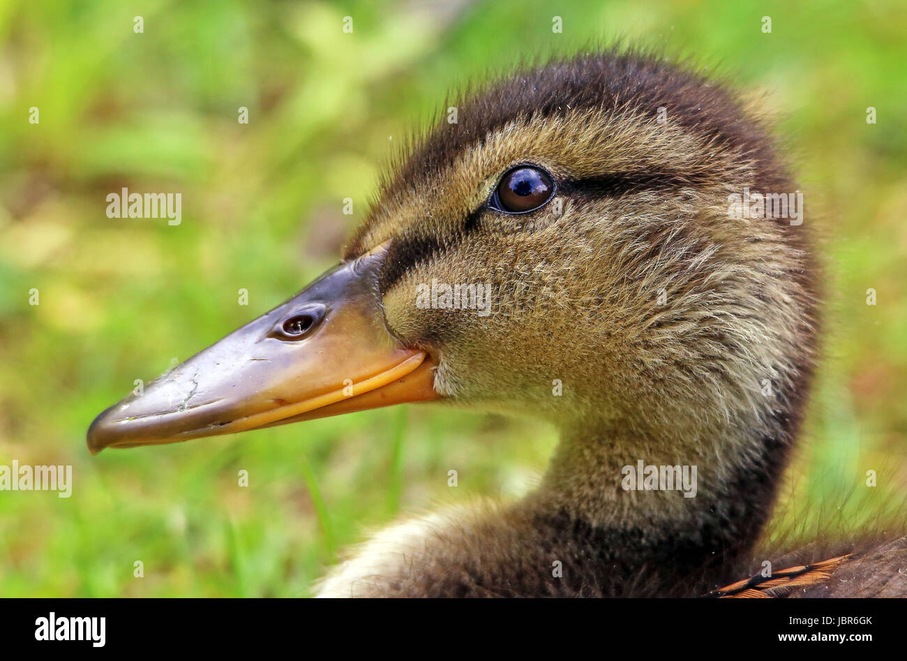 small mallard in portrait Stock Photo - Alamy