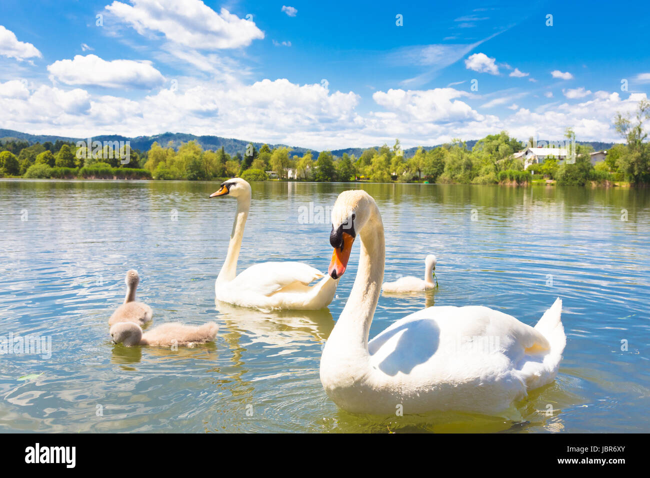 Swan family swimming in Koseze Pond or Martinek Pond or Lake Koseze is ...