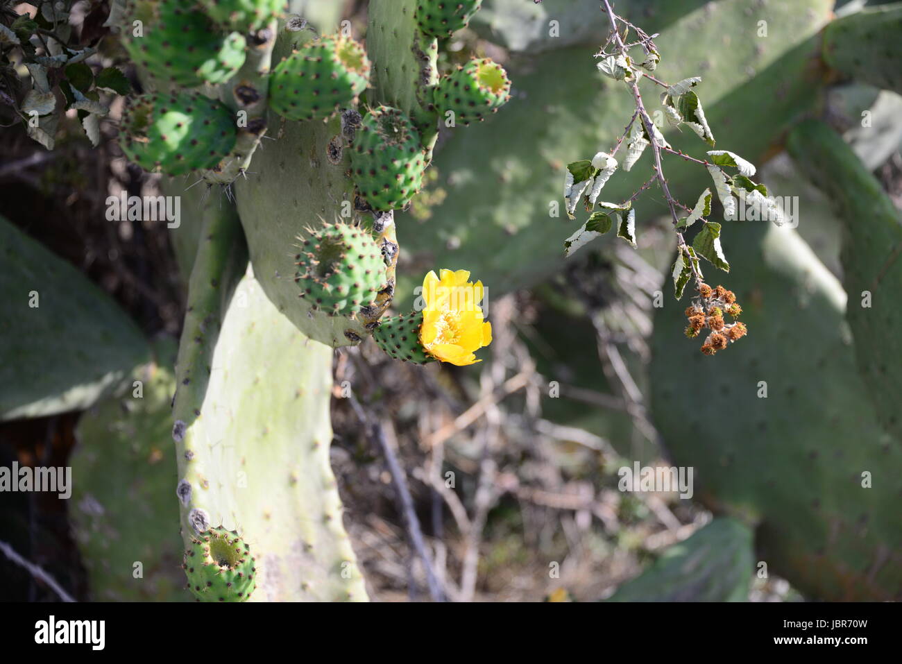 feige cactus - spain Stock Photo - Alamy