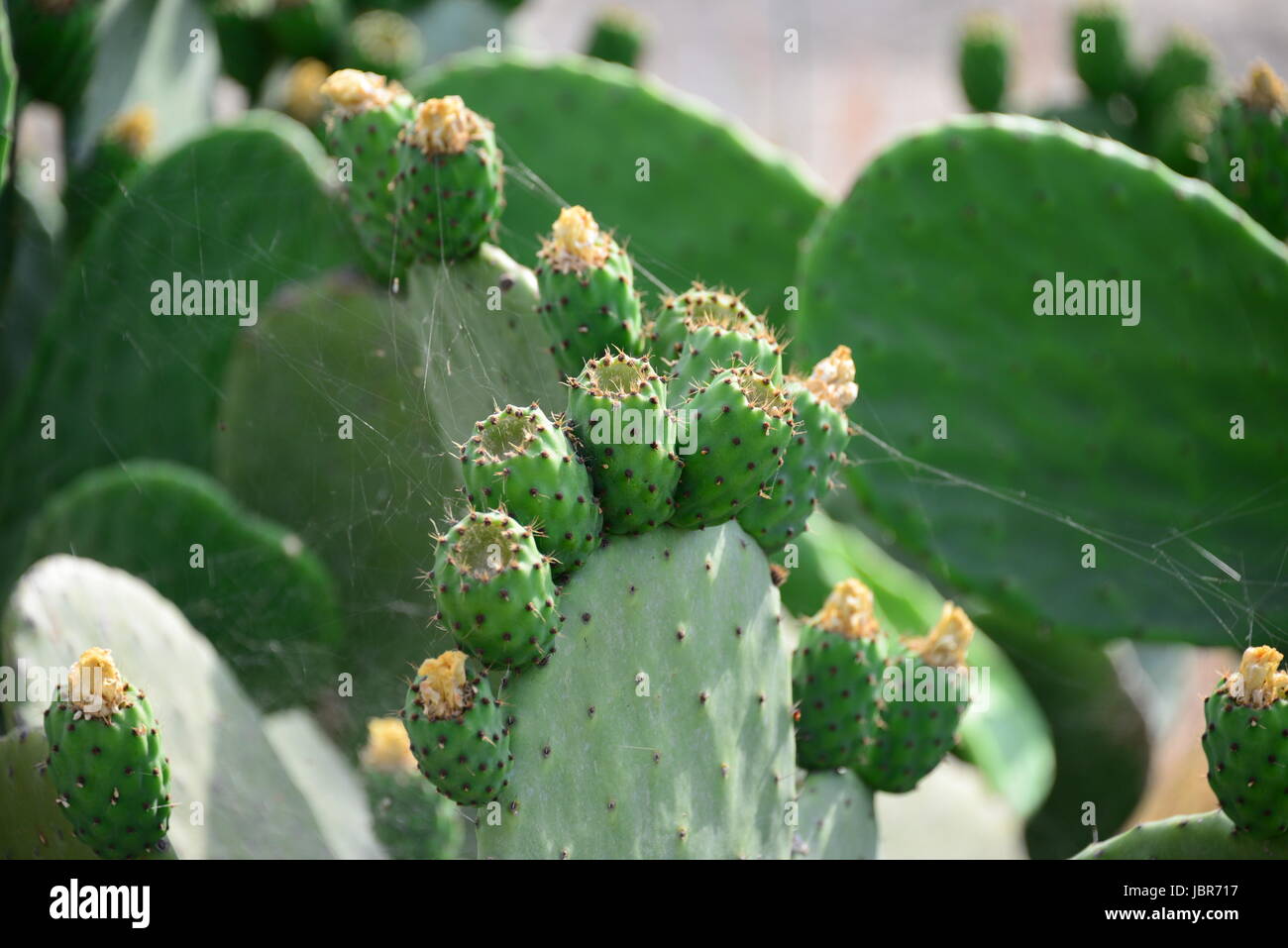 feige cactus - spain Stock Photo - Alamy
