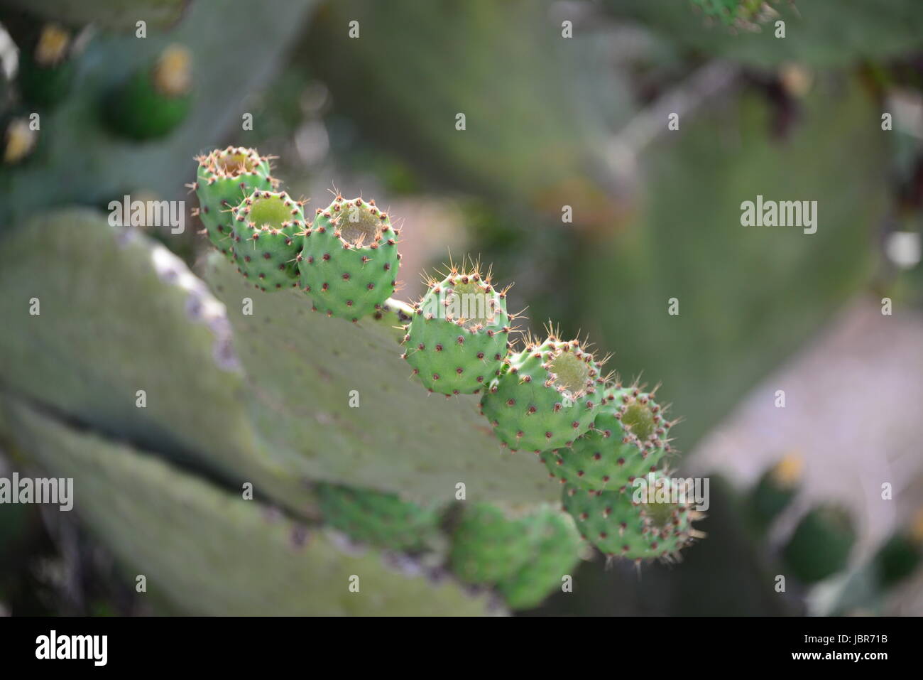 feige cactus - spain Stock Photo - Alamy