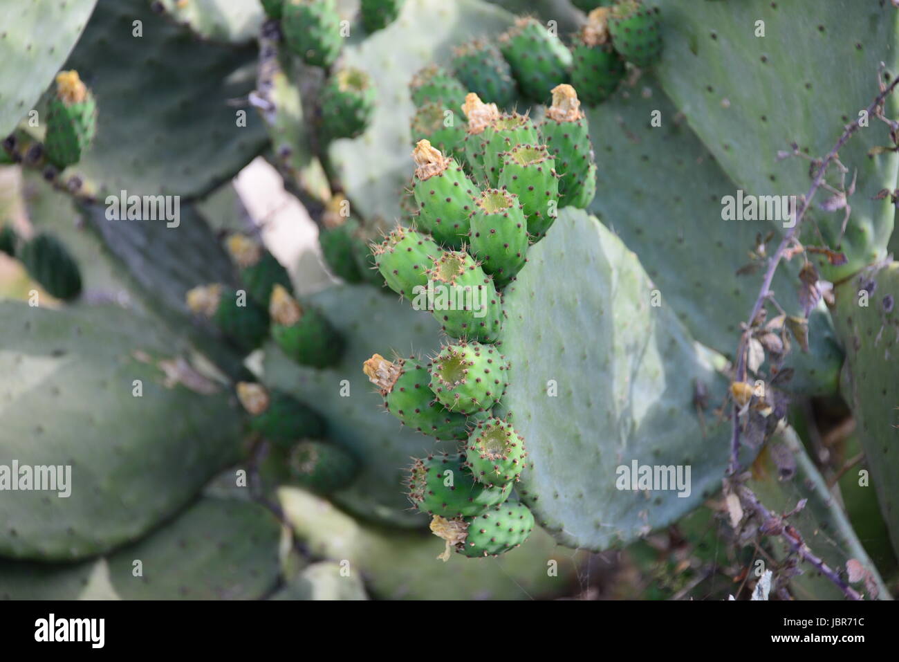 feige cactus - spain Stock Photo - Alamy