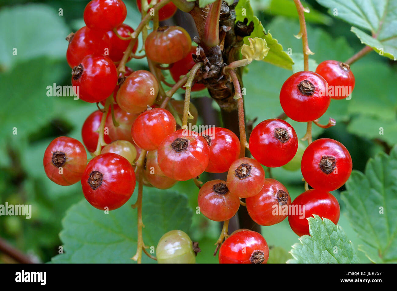 Ribisel garten hi-res stock photography and images - Alamy