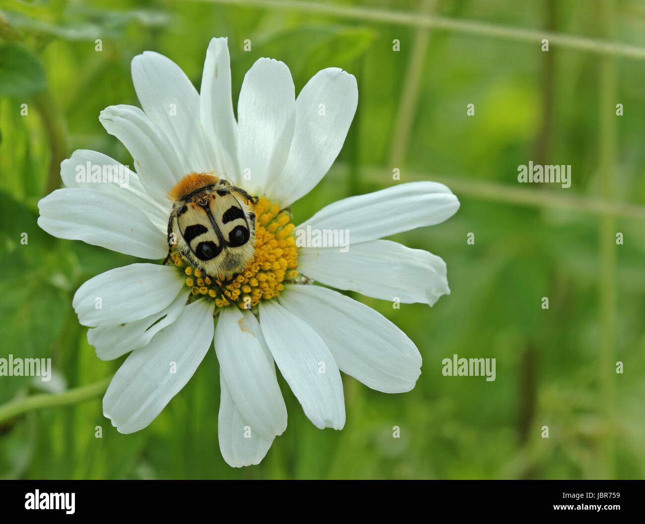 Trichius zonatus hi-res stock photography and images - Alamy
