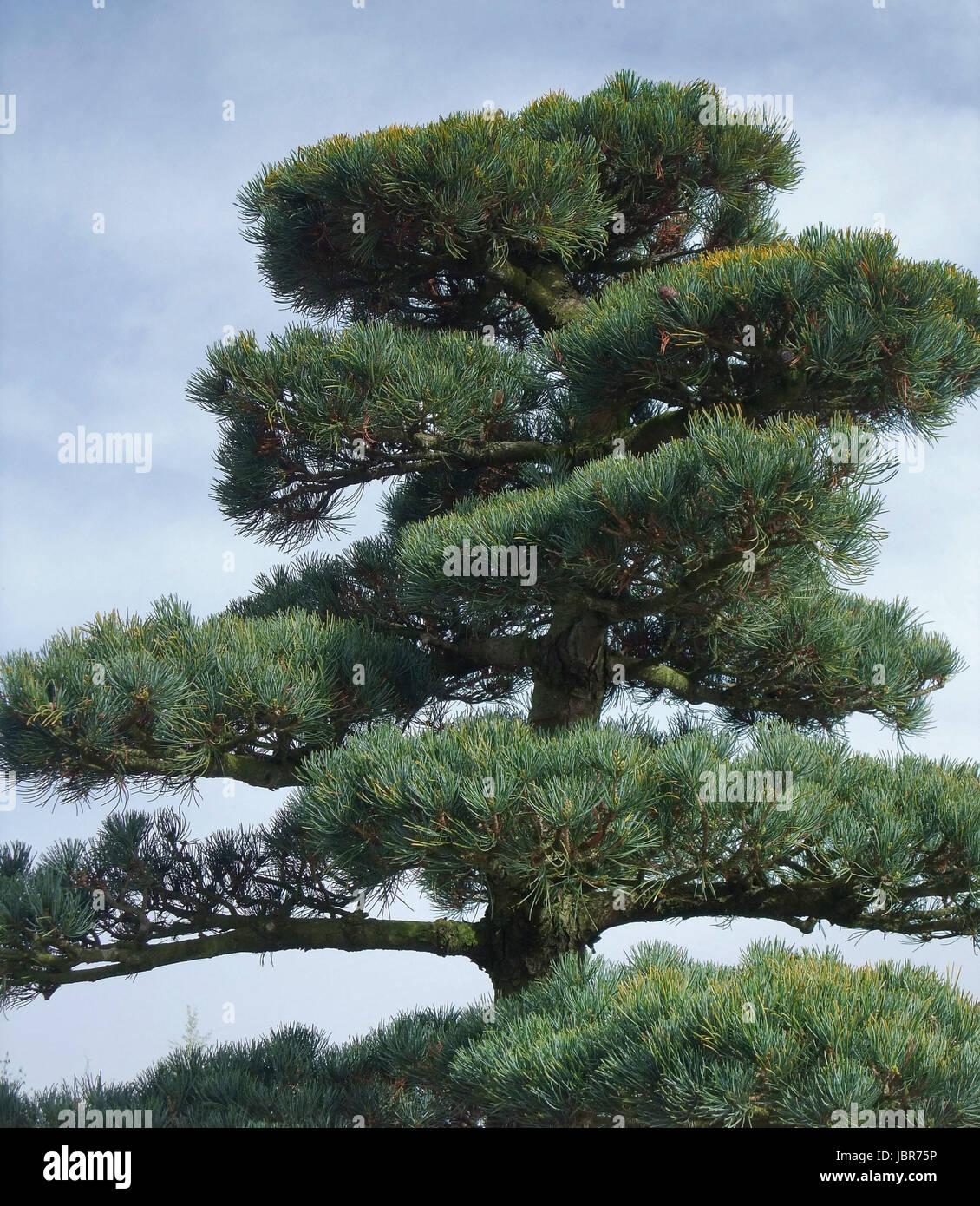 outdoor detail of a big conifer Bonsai plant Stock Photo - Alamy