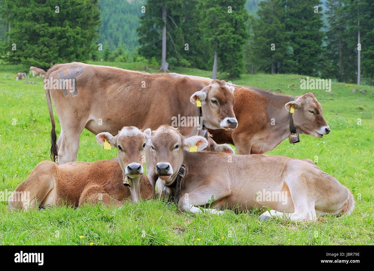 Cows on pasture dairy farm hi-res stock photography and images - Alamy