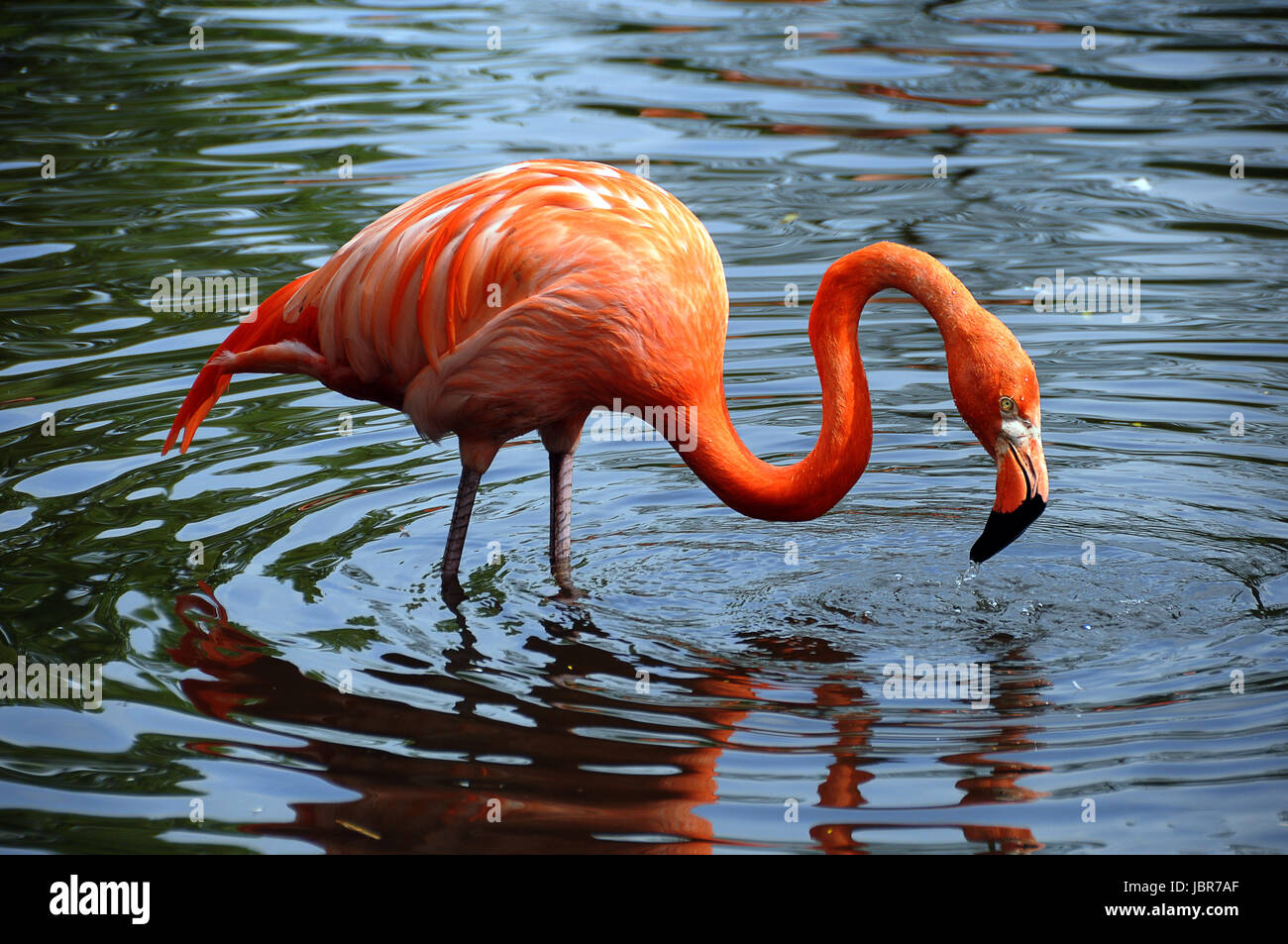Flamingohals hi-res stock photography and images - Alamy