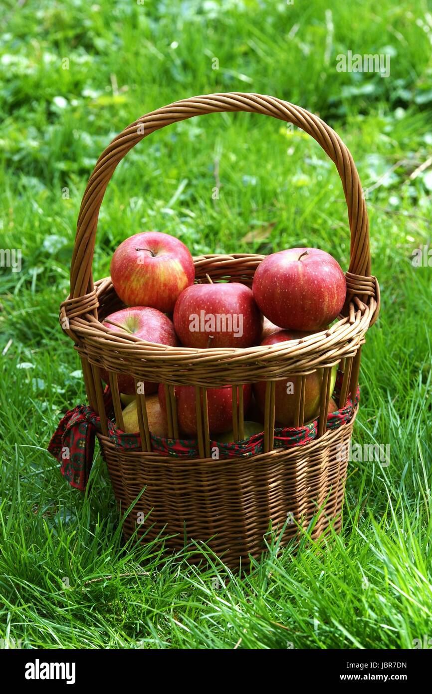 apples in a basket Stock Photo - Alamy