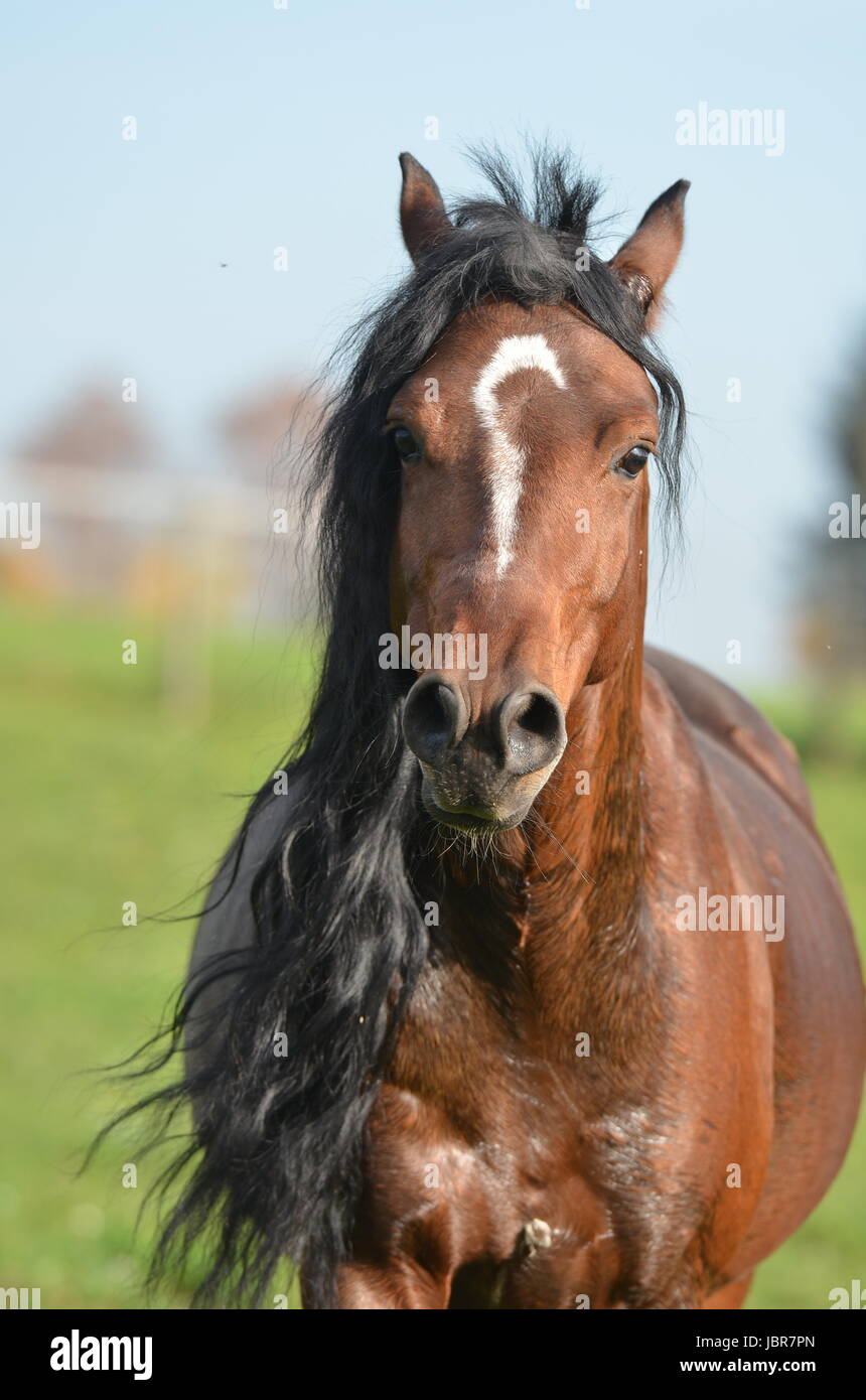 Deutsches reitpony hi-res stock photography and images - Alamy