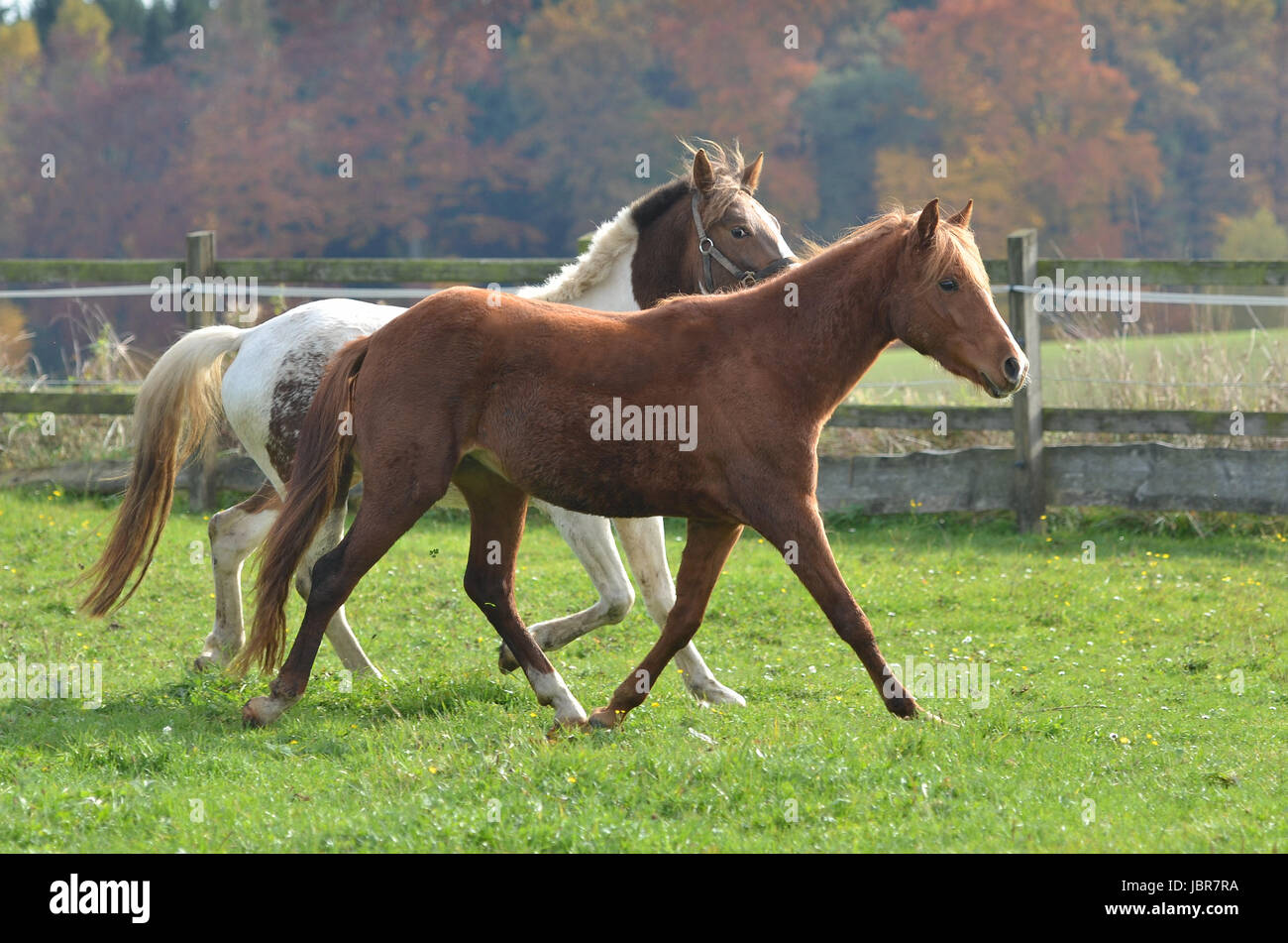 german riding pony Stock Photo - Alamy