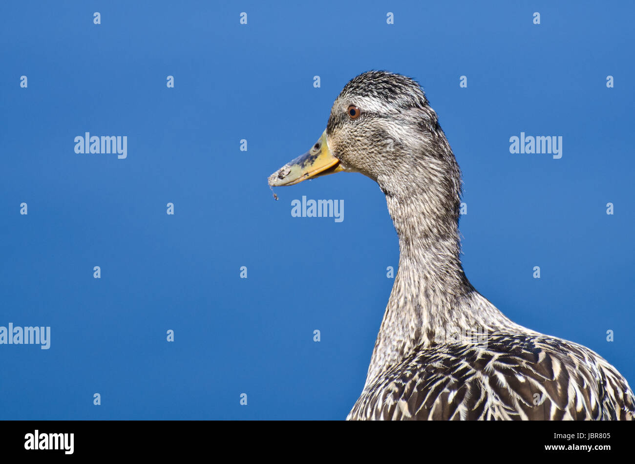 Profile of a Female Mallard Duck Stock Photo - Alamy