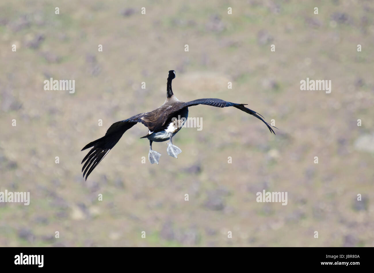 Flying with the Geese Stock Photo - Alamy