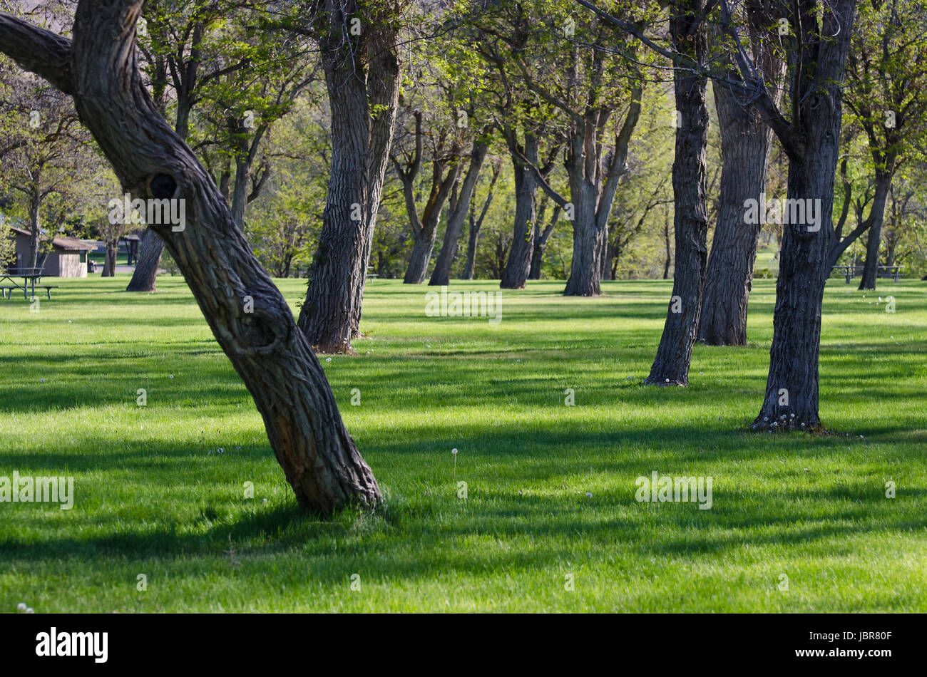 Mature Trees on an Early Spring Morning Stock Photo - Alamy